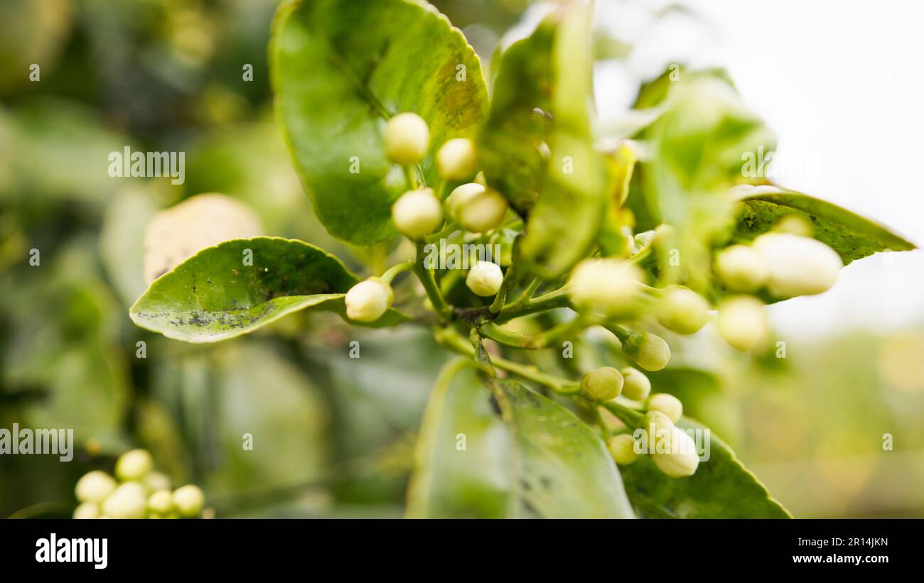 Lemon tree flowers hi-res stock photography and images - Alamy
