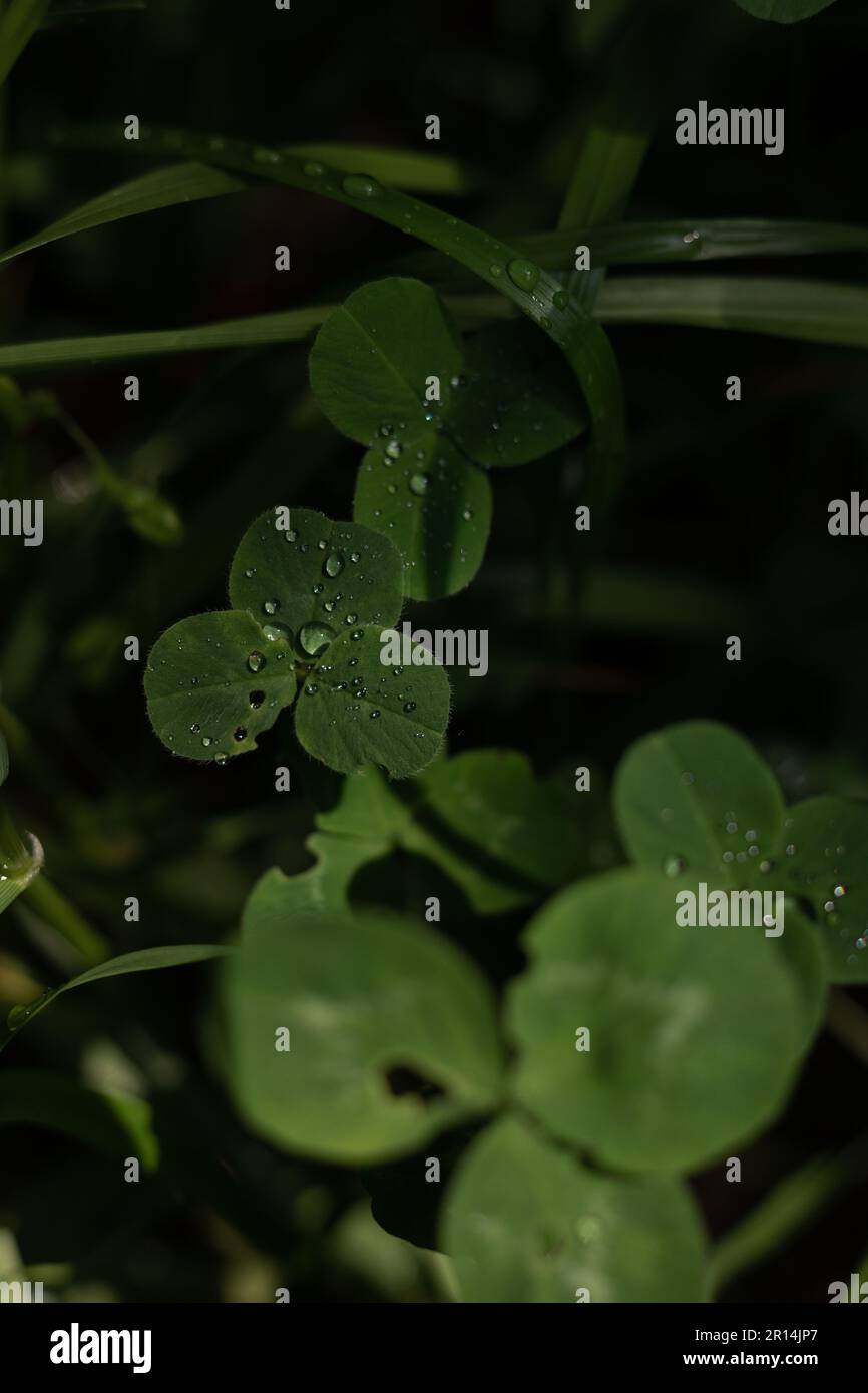 clover field after the rain Stock Photo - Alamy