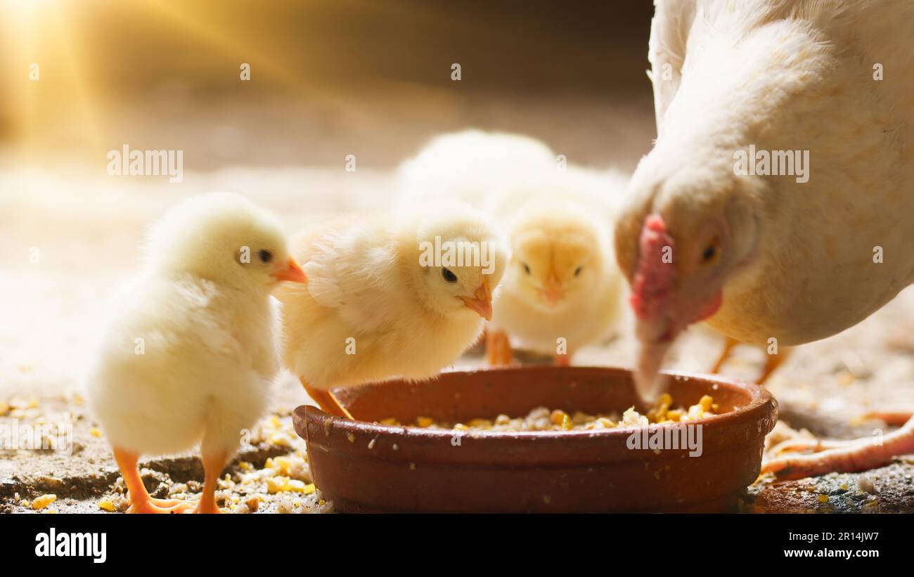 chicks with mom eat from bowl Stock Photo - Alamy