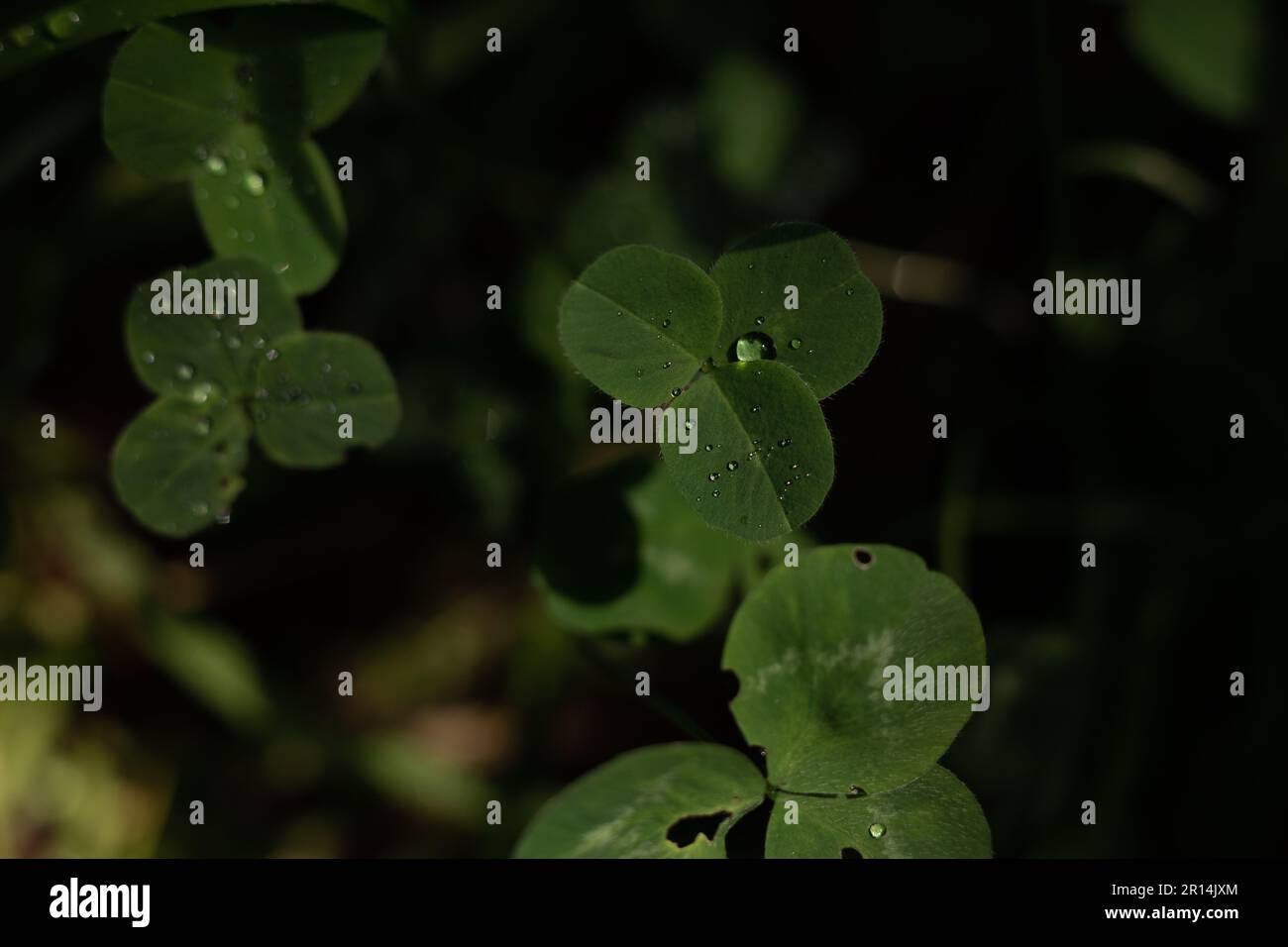 clover field after the rain Stock Photo - Alamy