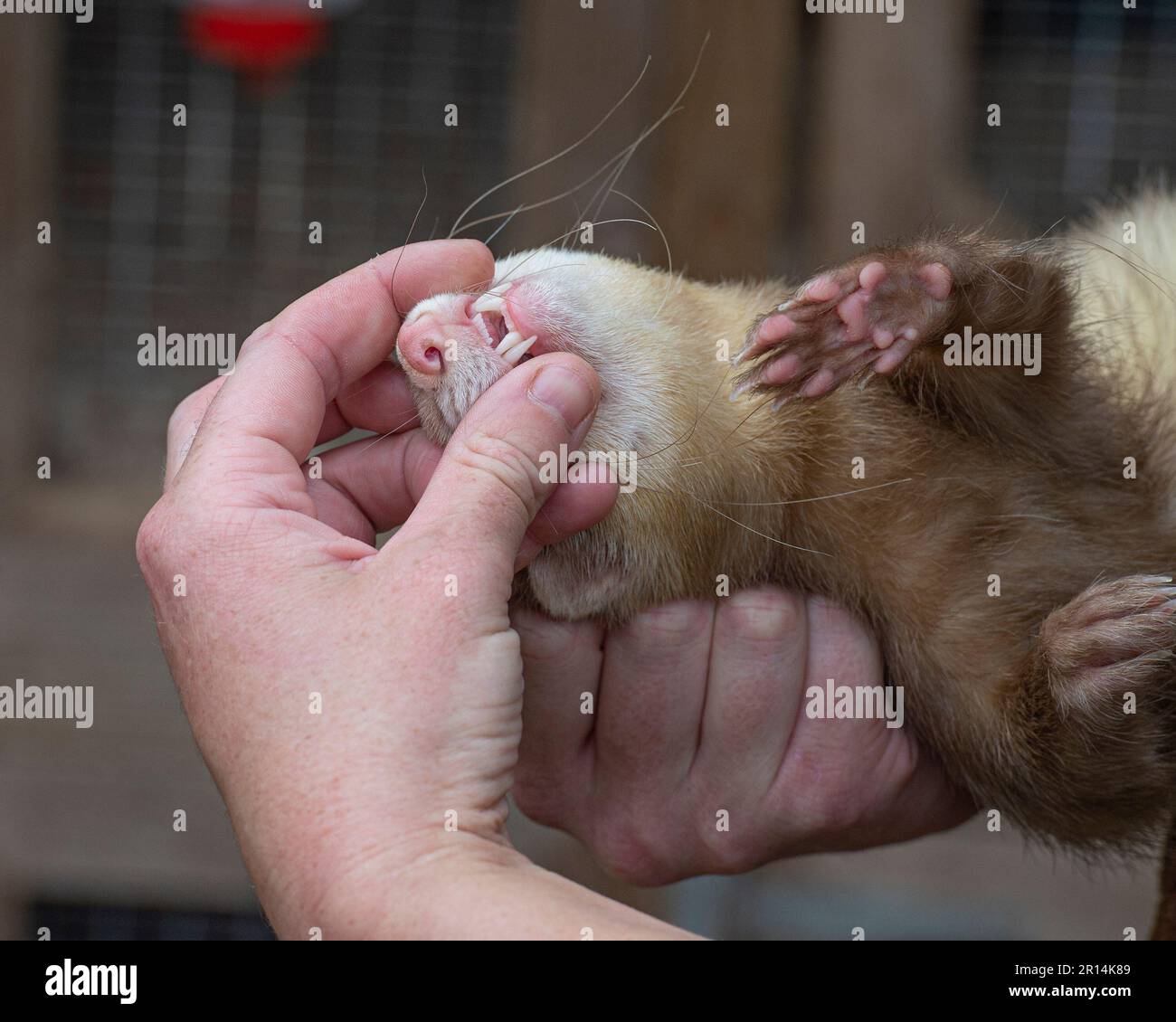 ferret having teeth checked Stock Photo - Alamy