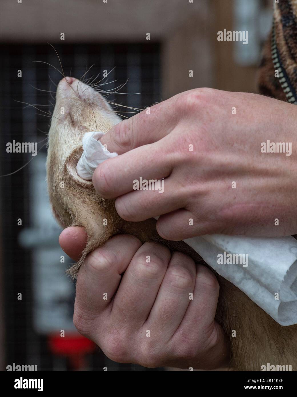 Ears cleaner hi-res stock photography and images - Alamy