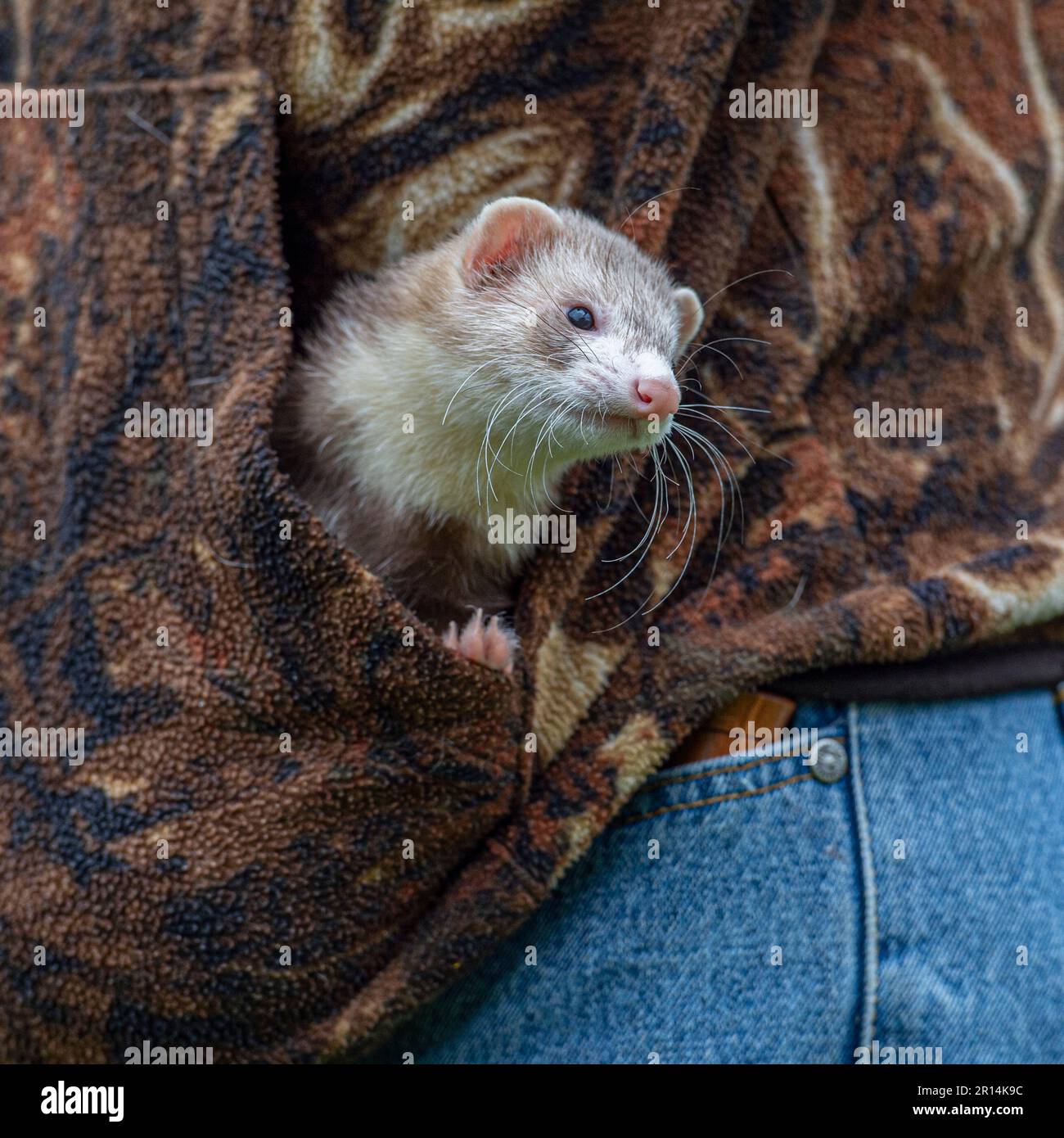 Team pocket hi-res stock photography and images - Alamy