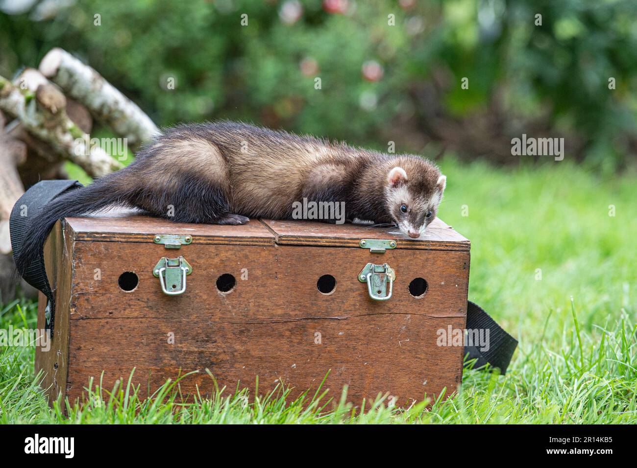 working ferret with a travel box Stock Photo - Alamy