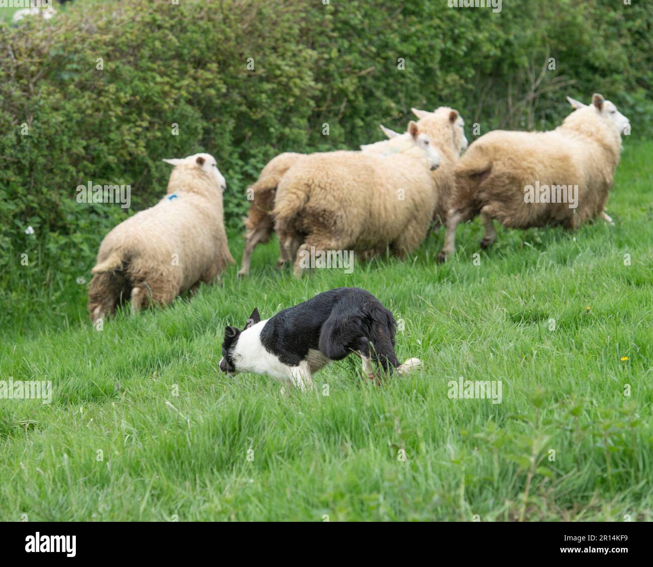 Border Collie herding sheep Stock Photo - Alamy