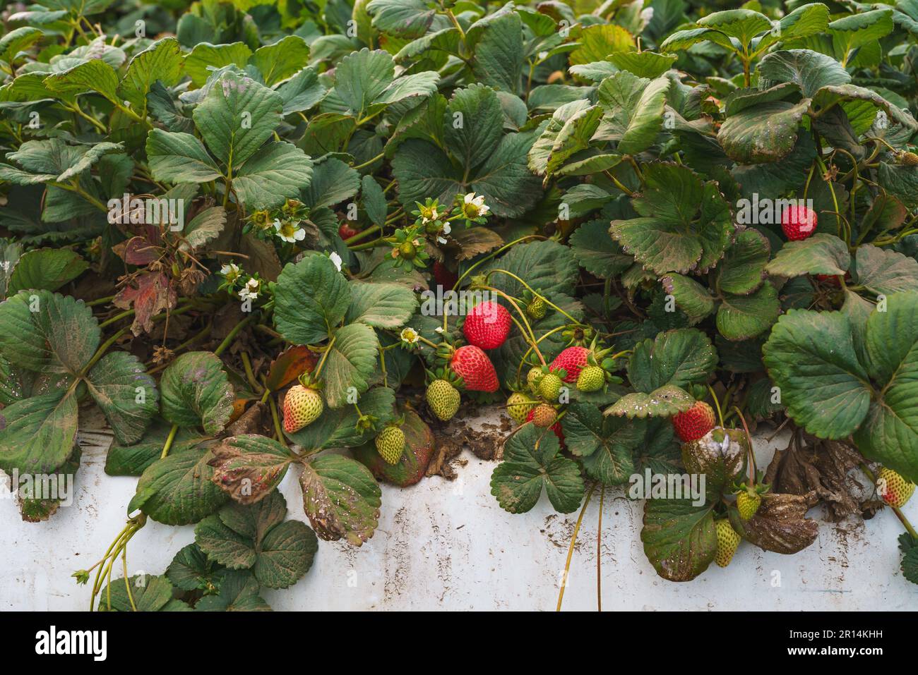 Agricultural field strawberry plants. Berries close-up. Industry ...
