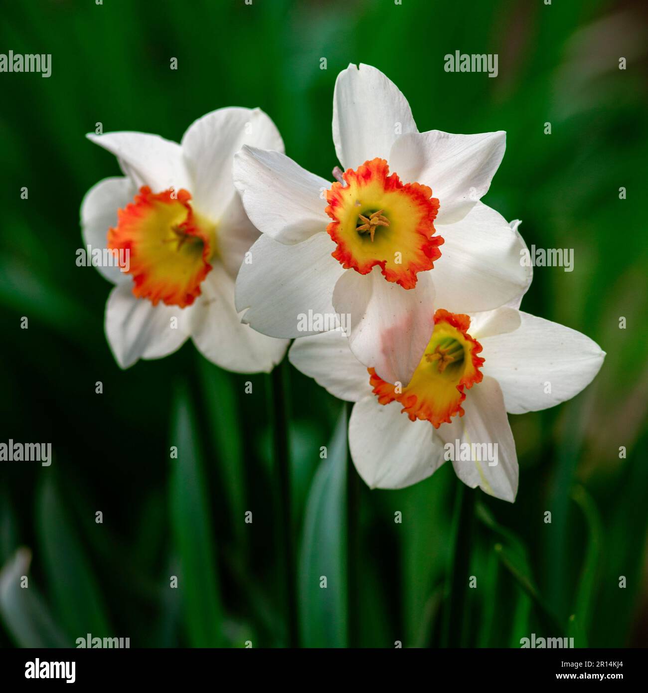 Closeup white daffodil flower Cupped Daffodil Carlton six petals yellow ...