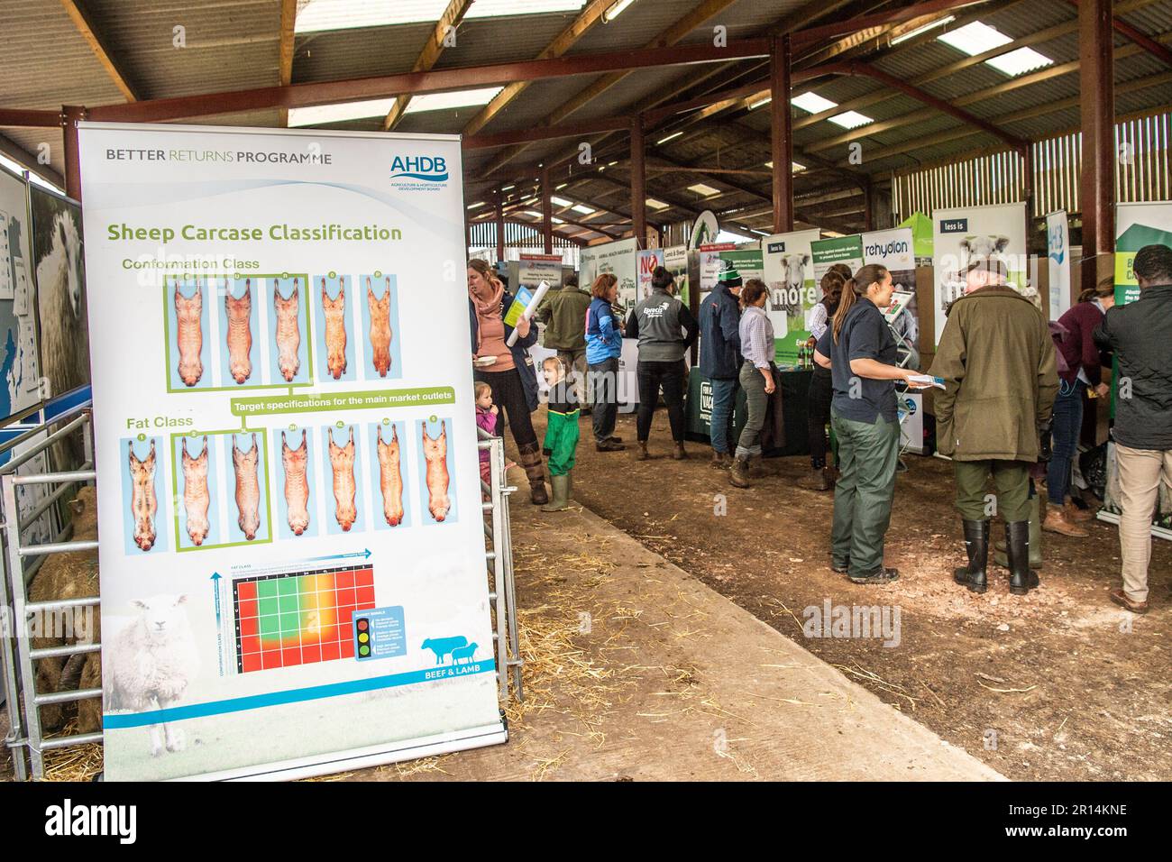 sheep carcass classification Stock Photo - Alamy