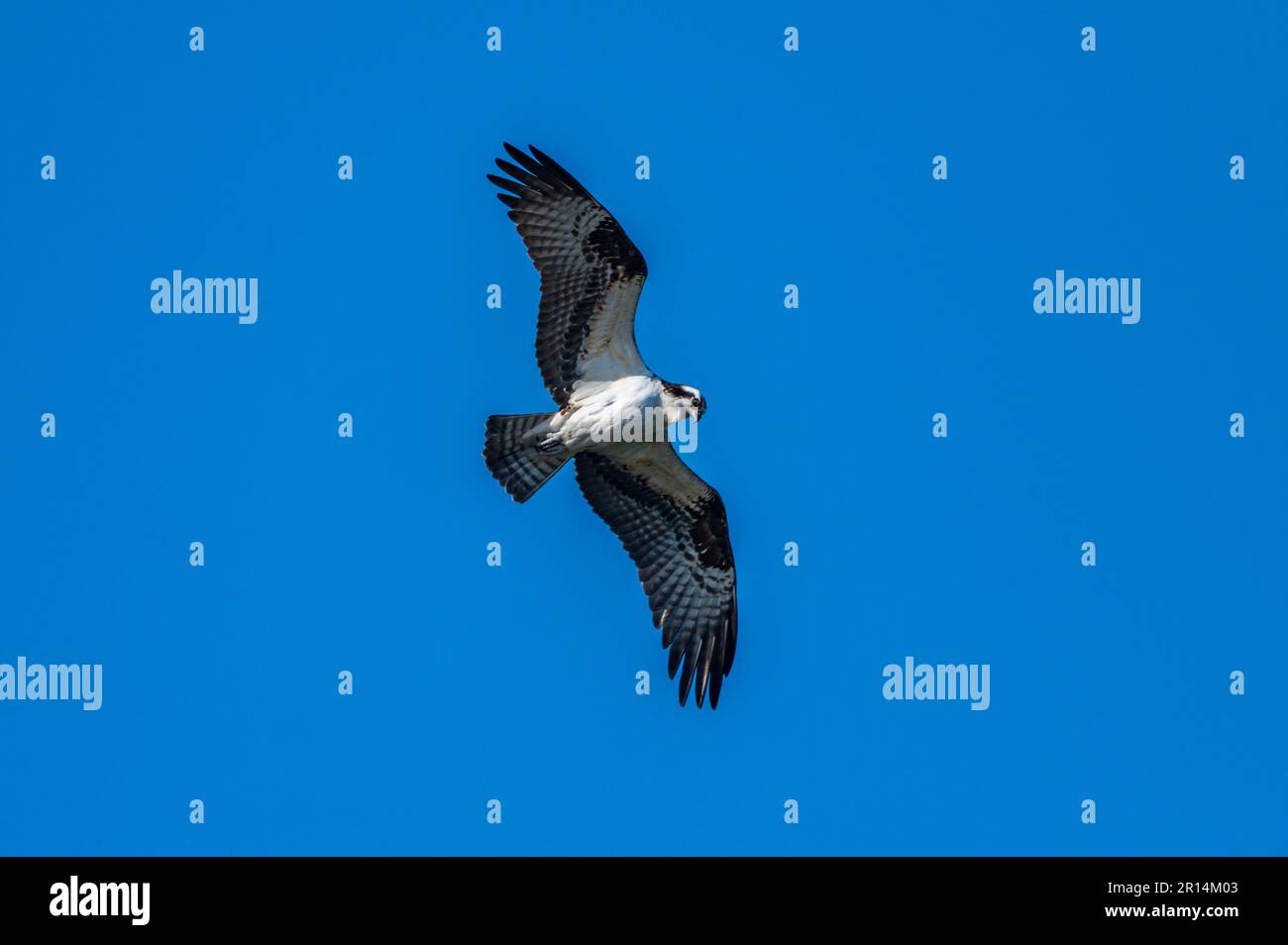 Osprey pond hi-res stock photography and images - Alamy