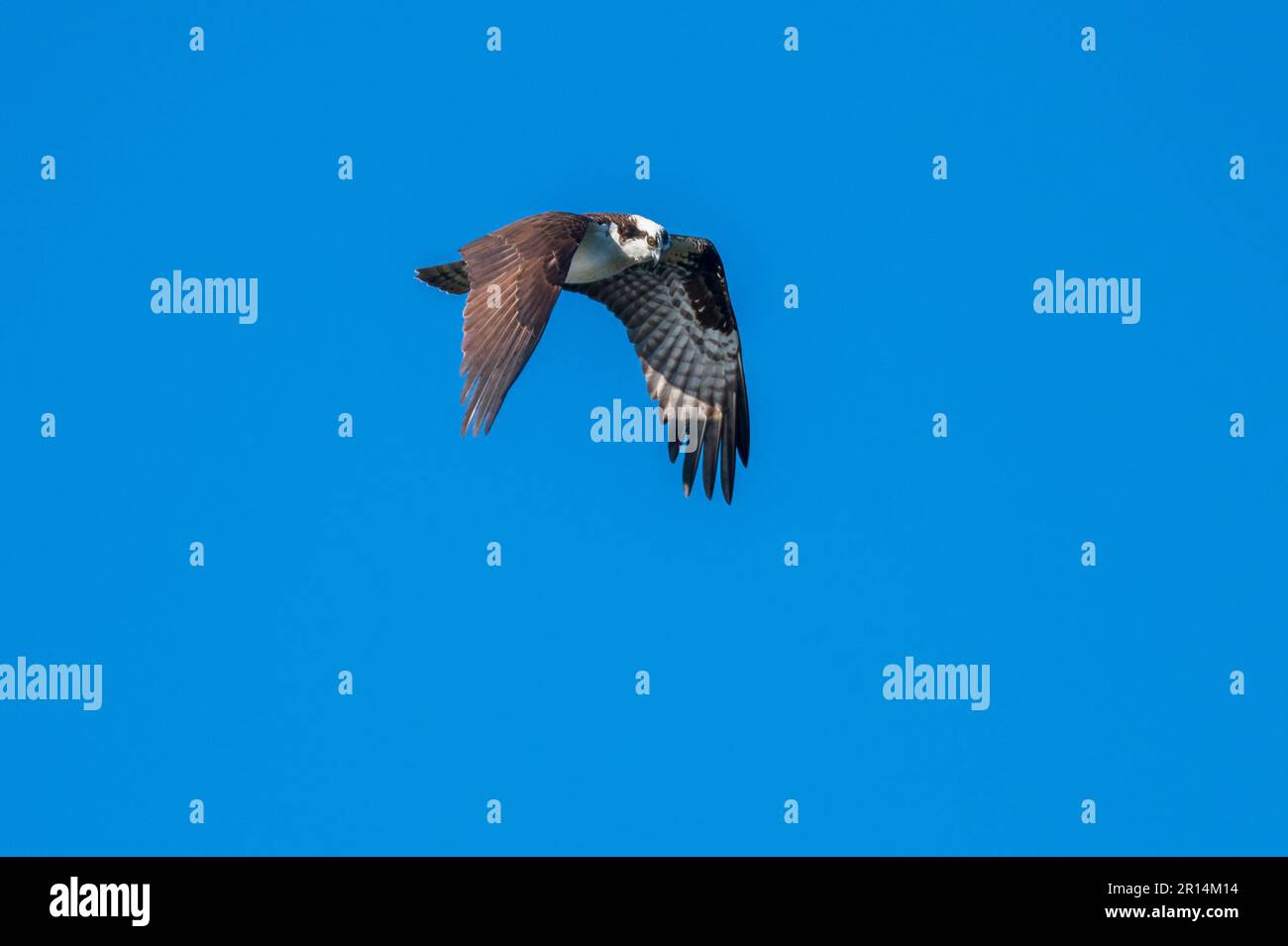 Osprey pond hi-res stock photography and images - Alamy