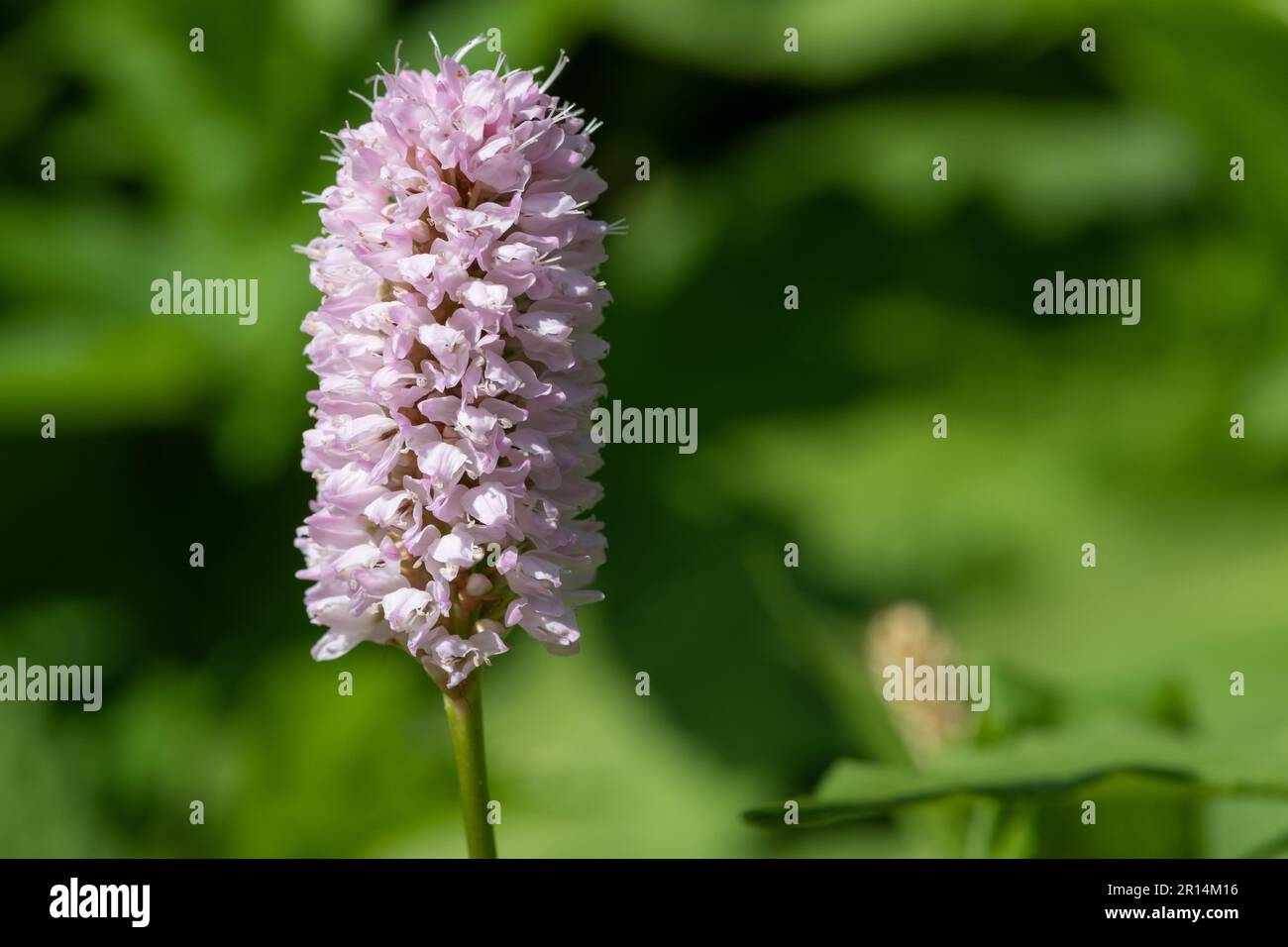 Macro shot of a common bistort (bistorta officinalis) flower in bloom ...