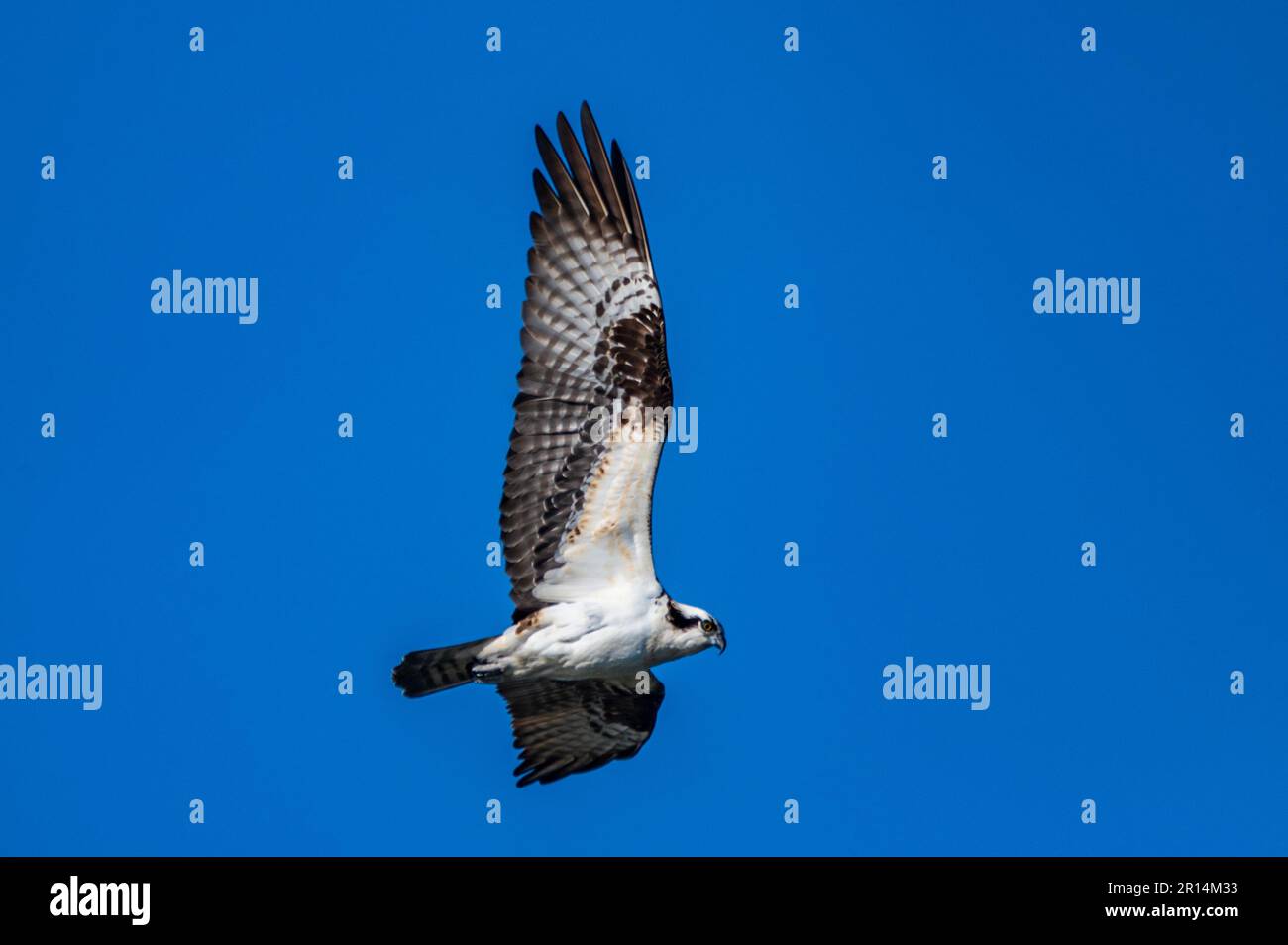 Osprey pond hi-res stock photography and images - Alamy