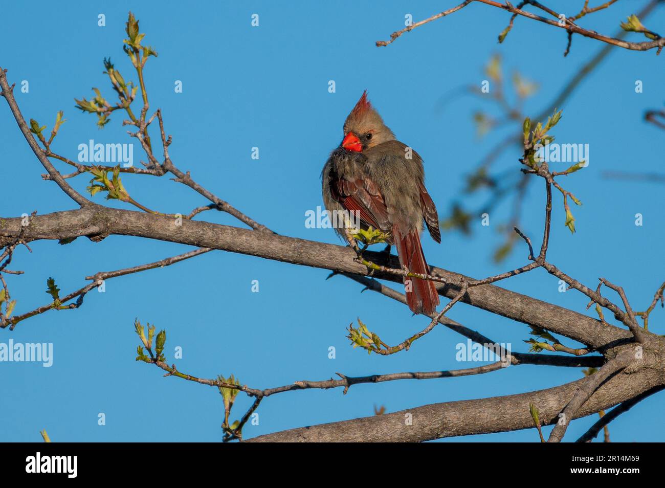 Cardinal female on branches hi-res stock photography and images - Alamy