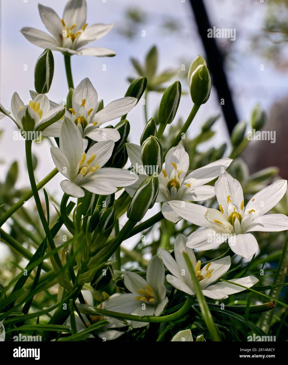 Star of bethlehem flowers hi-res stock photography and images - Alamy