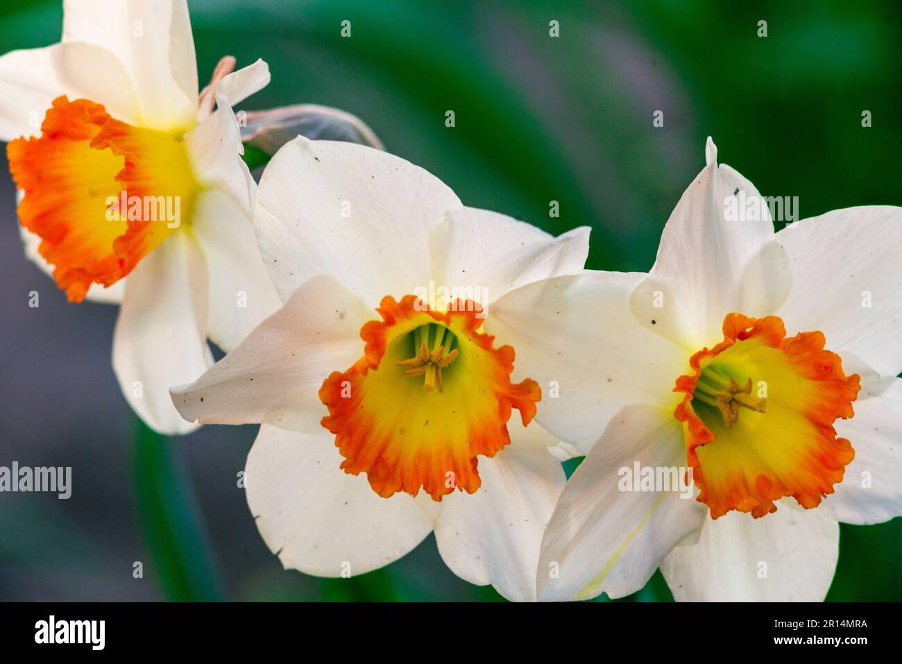 Closeup white daffodil flower Cupped Daffodil Carlton six petals yellow ...