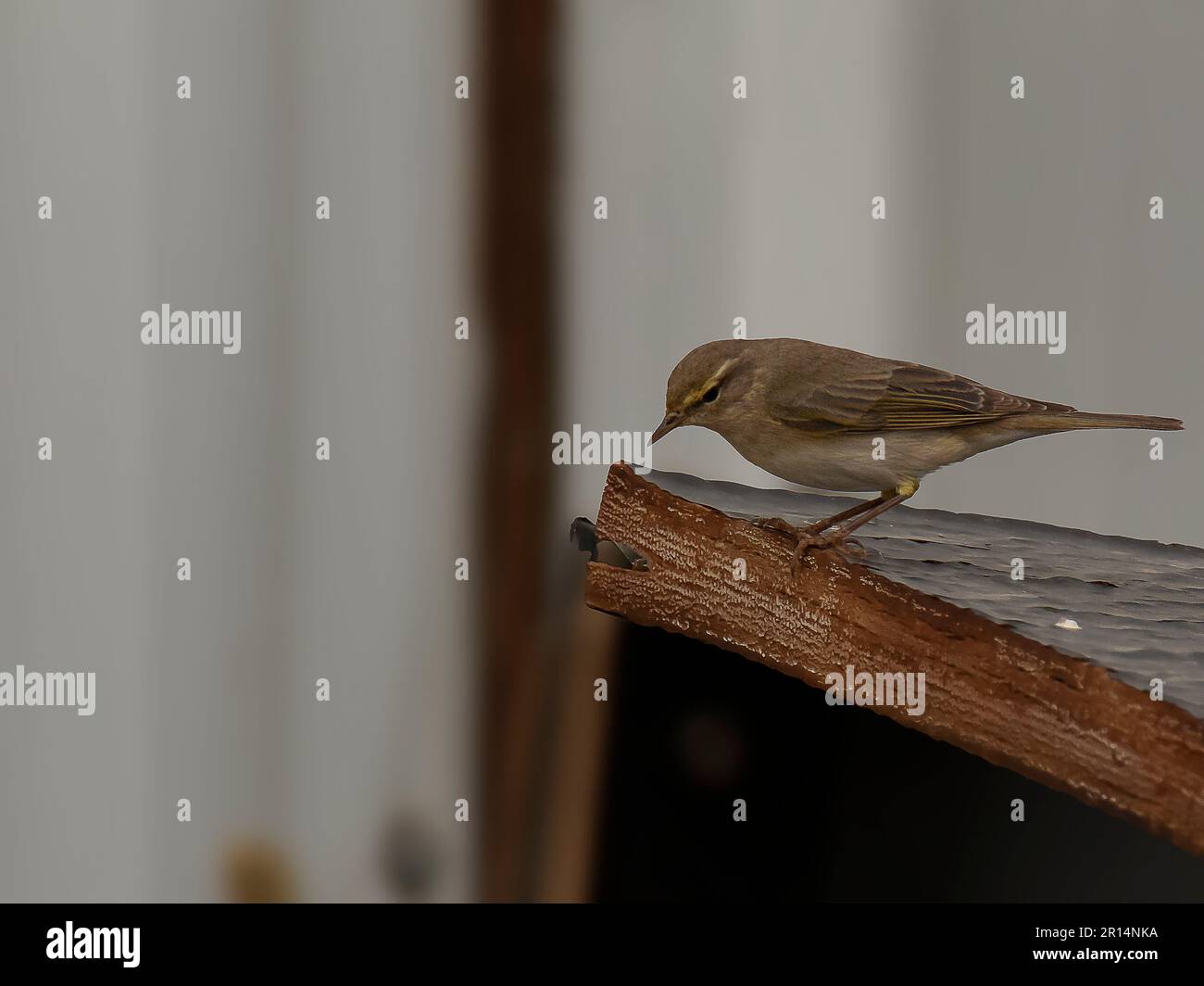 common chiffchaff ,sit on blur background Stock Photo - Alamy
