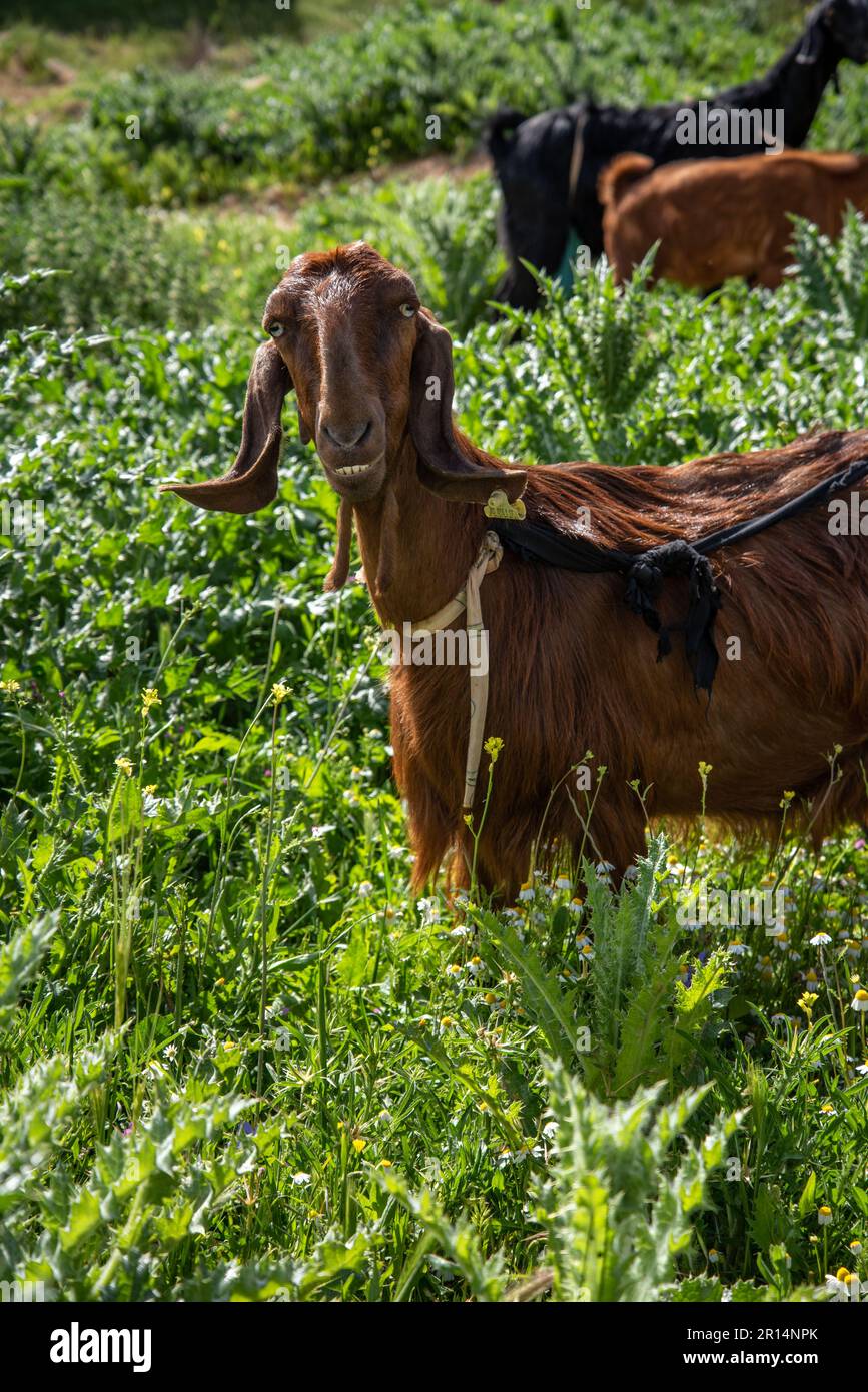 Goat grazing in forest funny animals Stock Photo - Alamy
