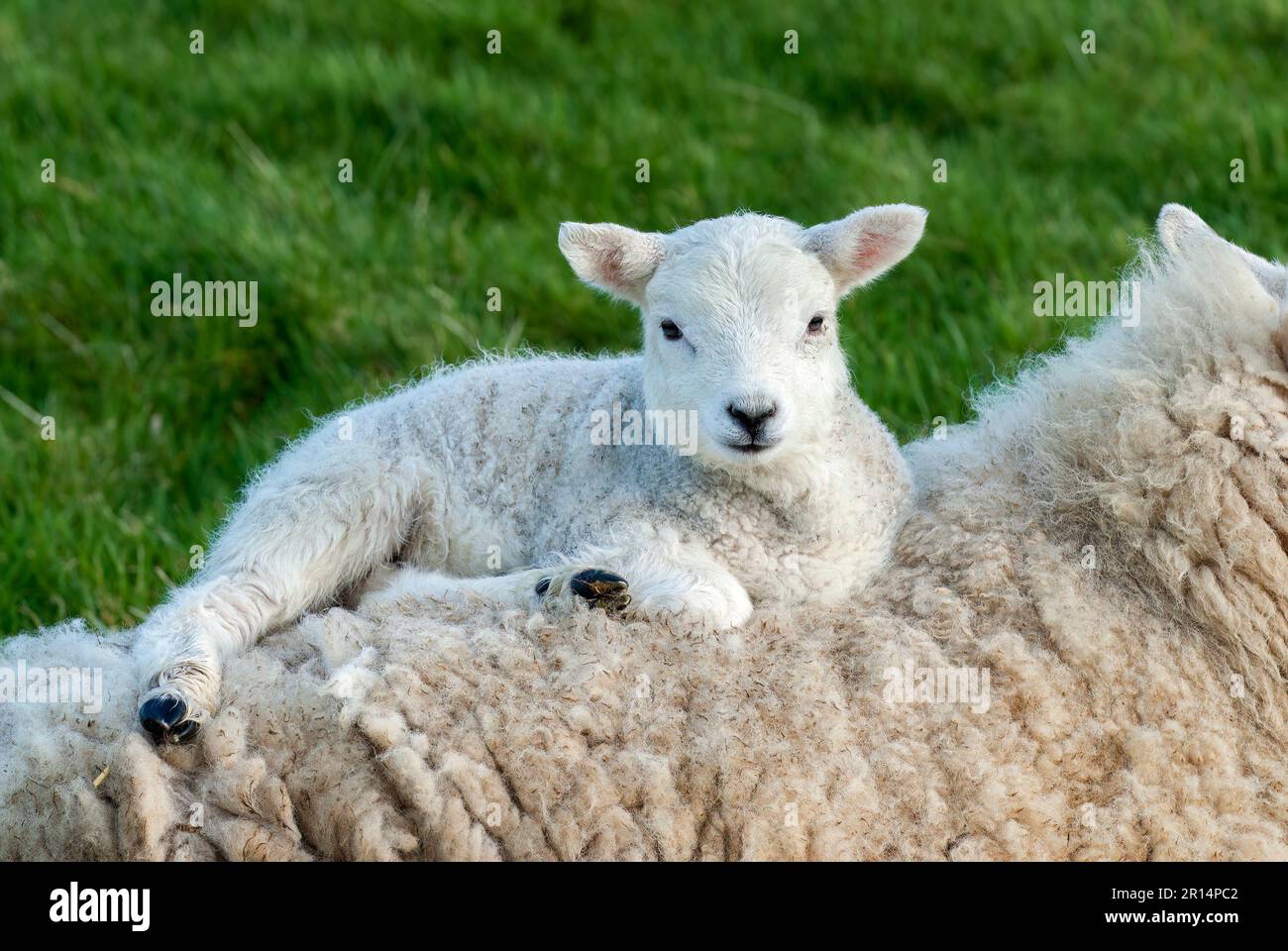 A lamb lying on the back of its mother with a green grass background ...