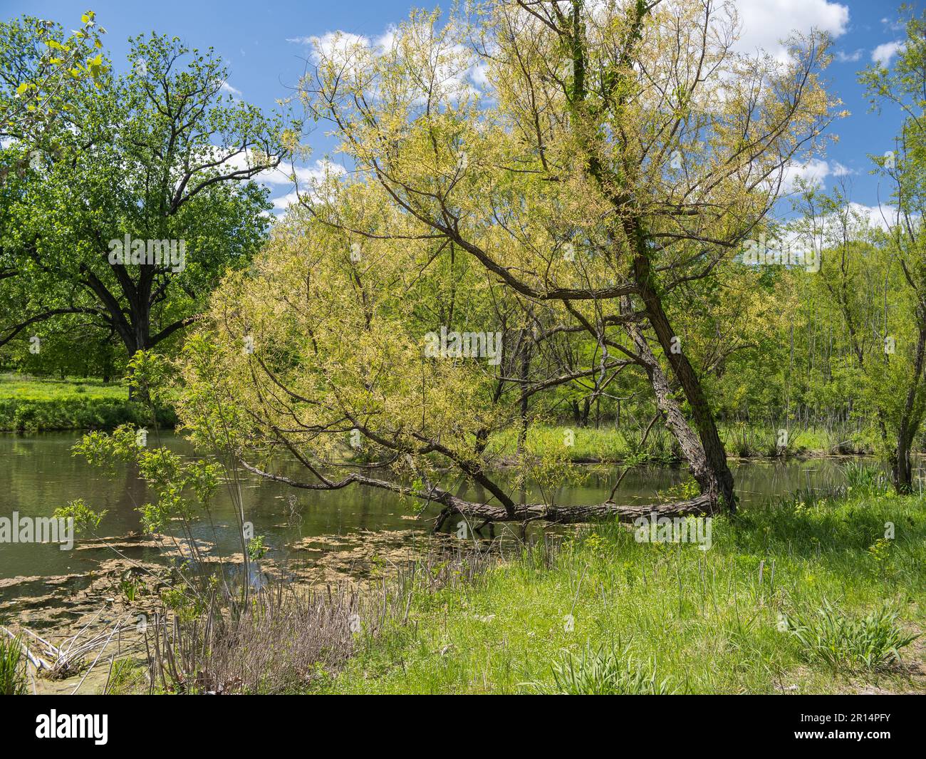Landscape design at Forest Park Stock Photo - Alamy
