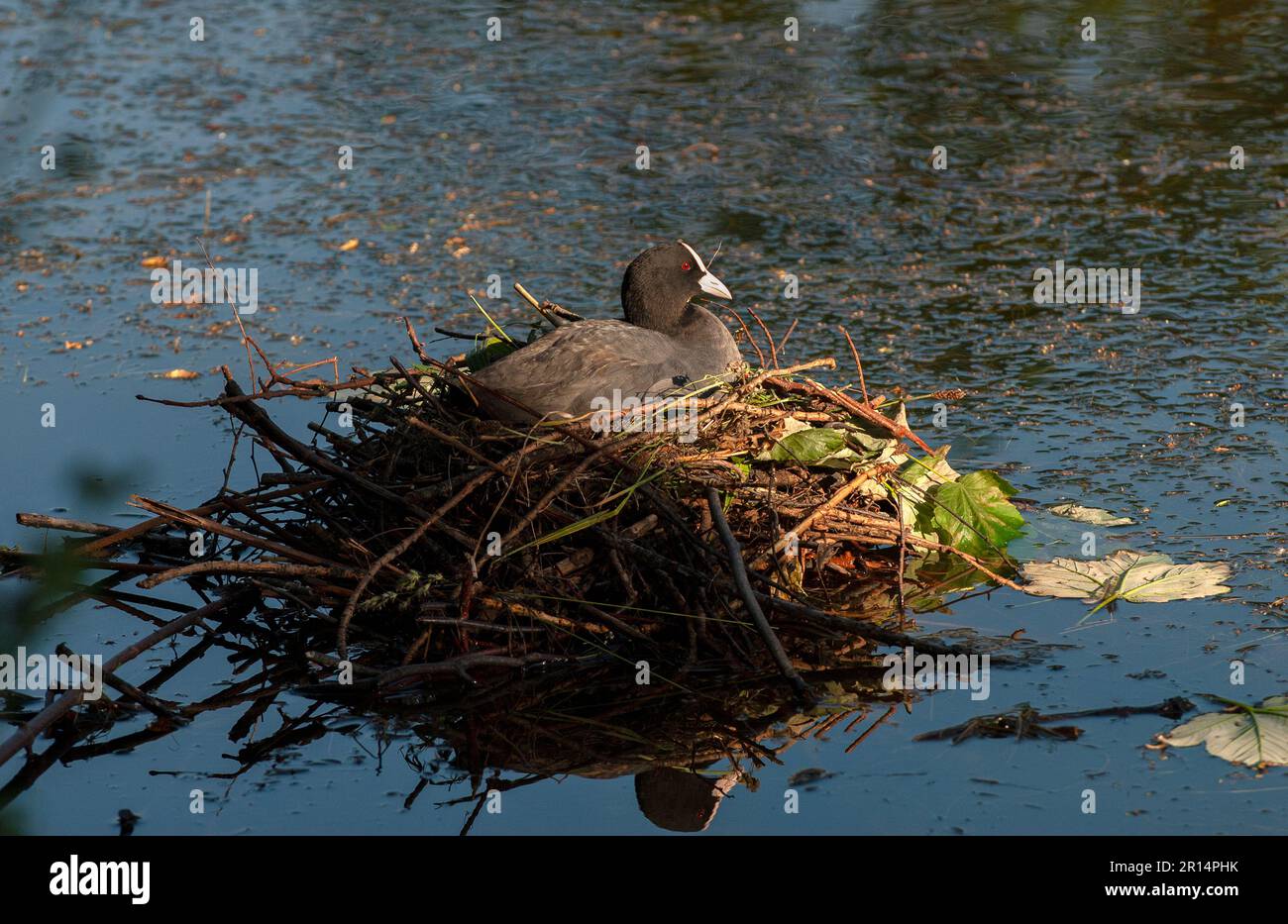Brooding bird hi-res stock photography and images - Alamy