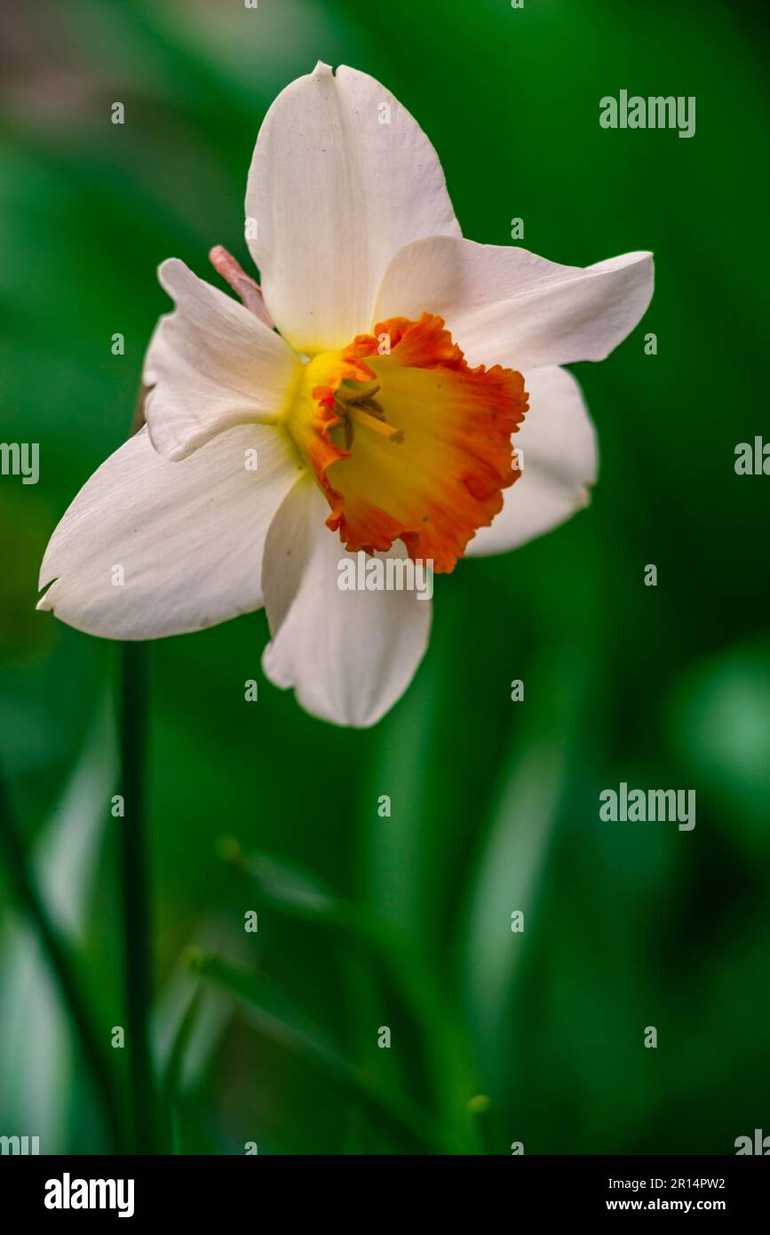 Closeup white daffodil flower Cupped Daffodil Carlton six petals yellow ...