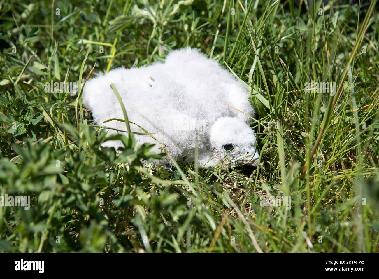 Poland bird banding hi-res stock photography and images - Alamy