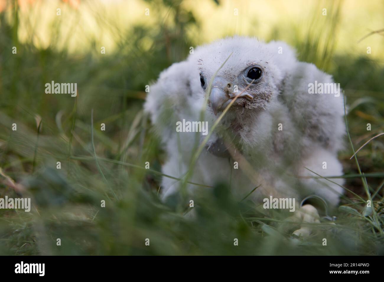 Peregrine falcon chick falco hi-res stock photography and images - Alamy