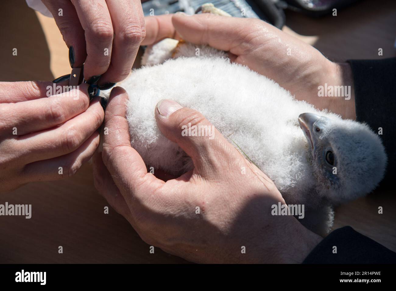 Peregrine falcon chick hi-res stock photography and images - Alamy