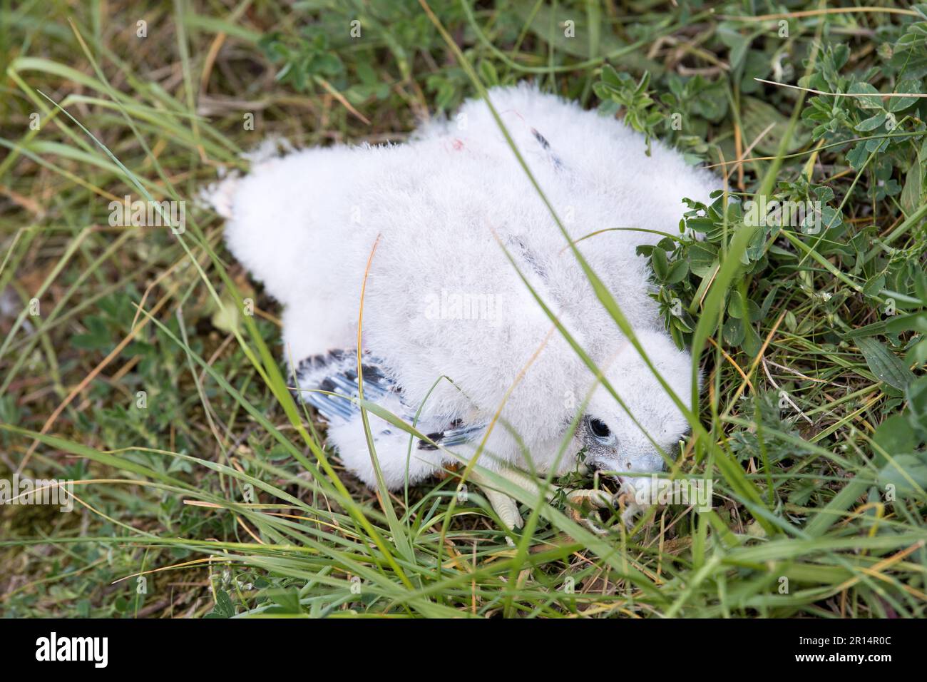 Banding falcons hi-res stock photography and images - Alamy