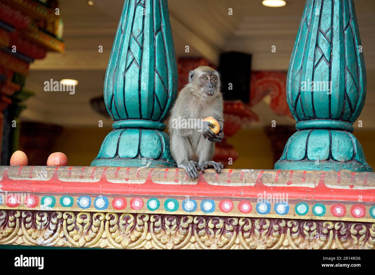 the wild monkeys live at batu cave temple in kuala lumpur Stock Photo ...