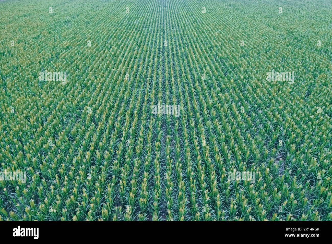 Plant field cultivation food hi-res stock photography and images - Alamy