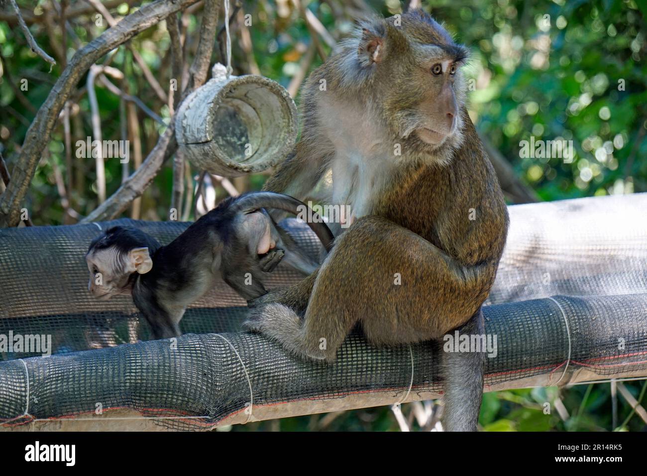 macaque monkeys ion cebu island at the philippines Stock Photo - Alamy