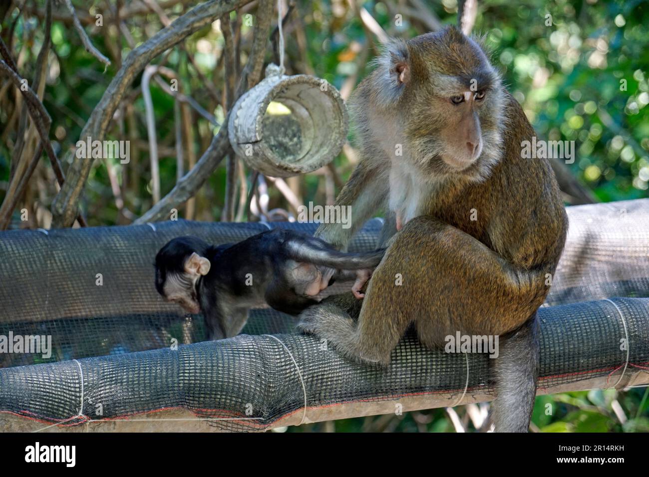 macaque monkeys ion cebu island at the philippines Stock Photo - Alamy