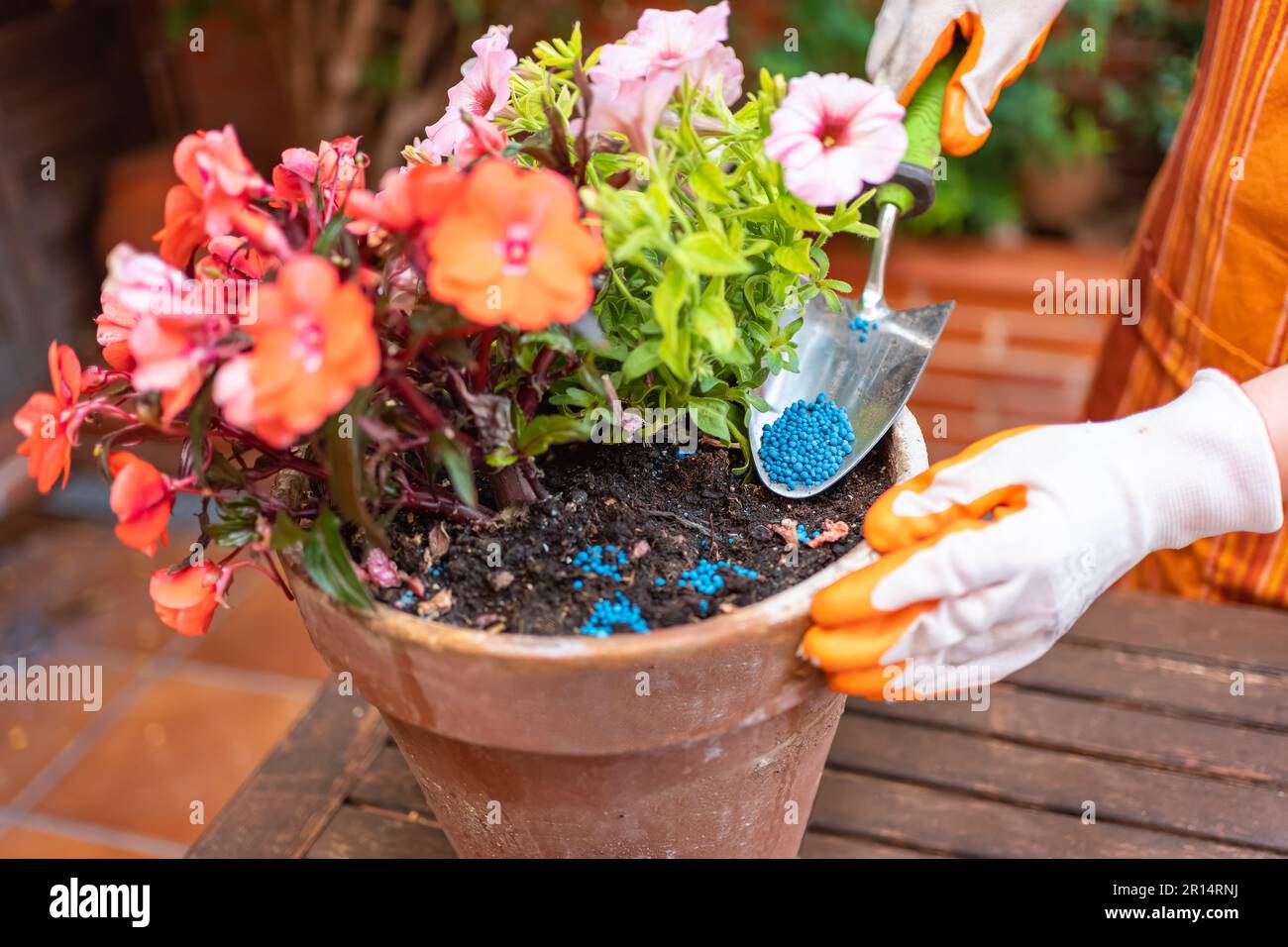 Woman fertilizing the plants with a metal shovel and throwing the ...