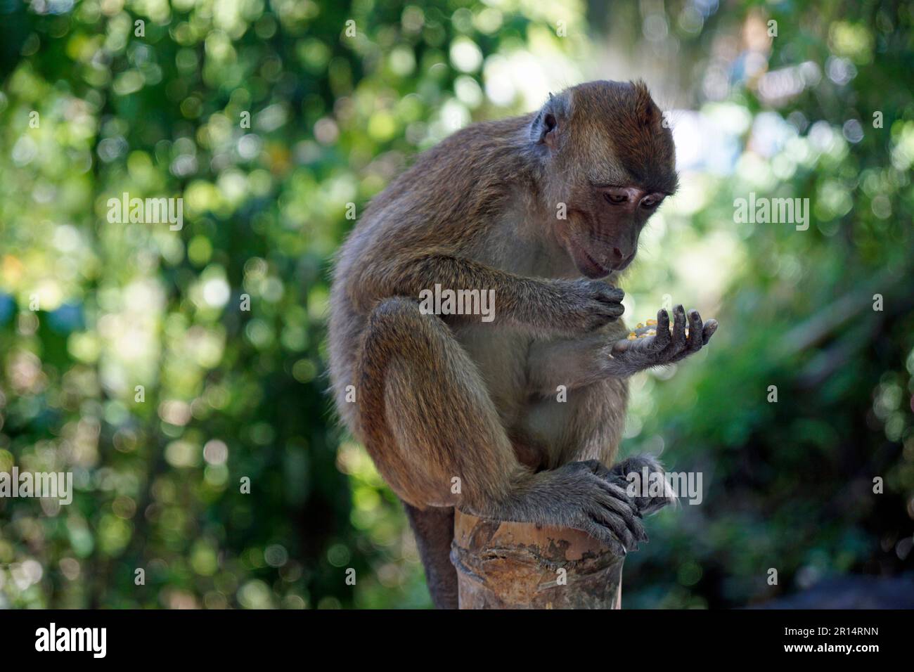 macaque monkeys ion cebu island at the philippines Stock Photo - Alamy