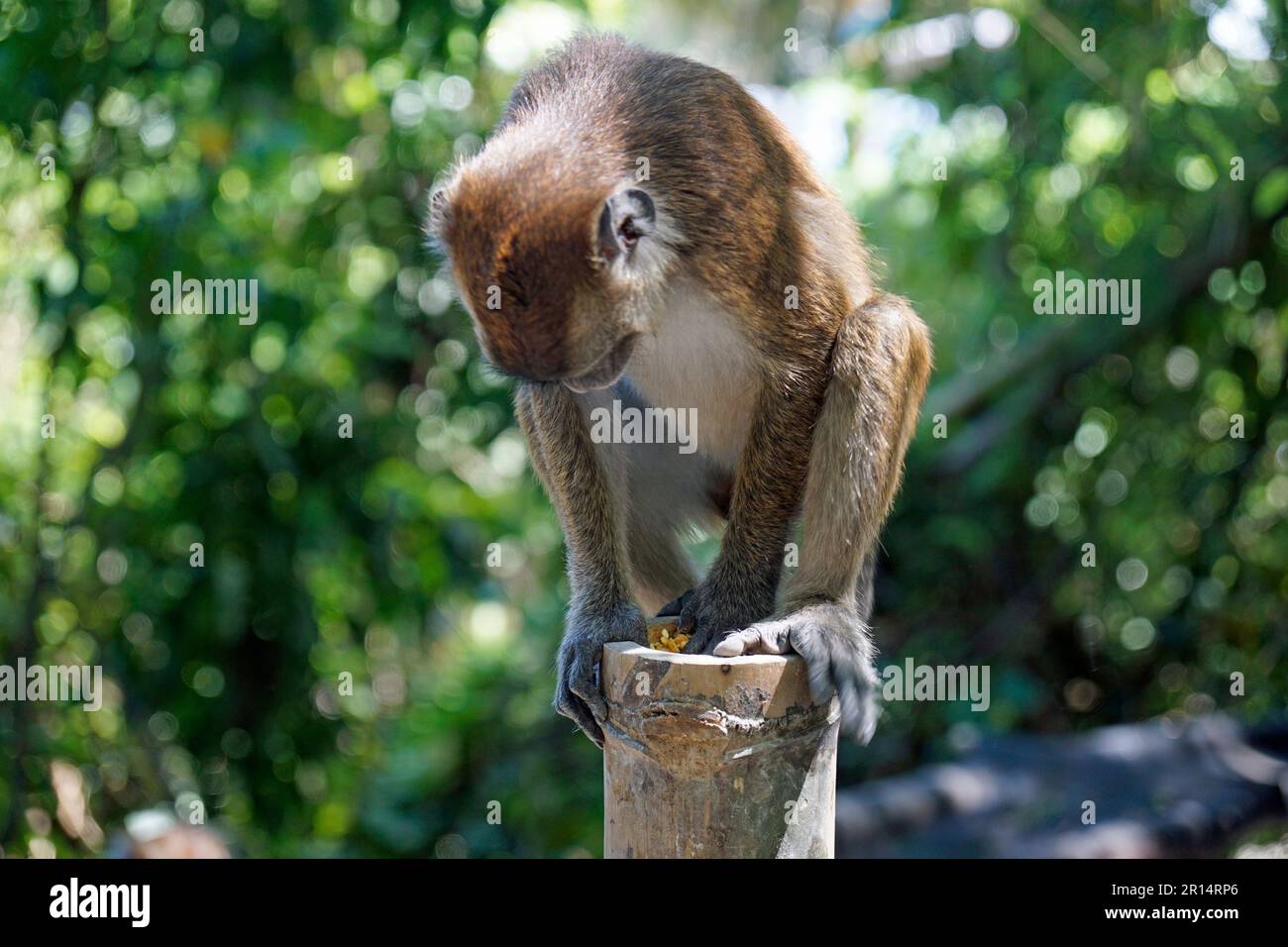 macaque monkeys ion cebu island at the philippines Stock Photo - Alamy