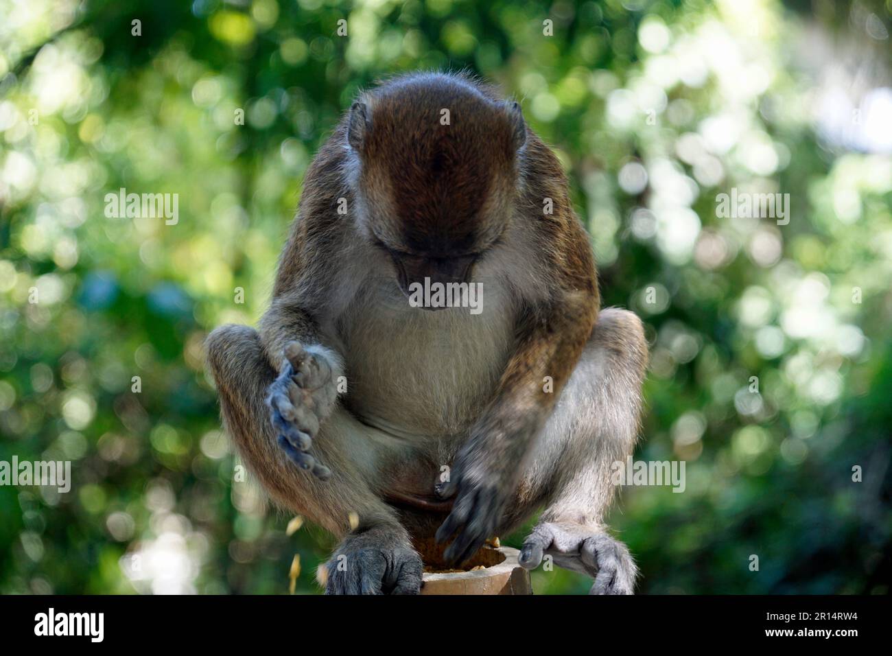 macaque monkeys ion cebu island at the philippines Stock Photo - Alamy