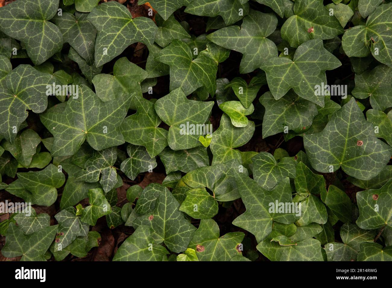 English ivy ground cover hi-res stock photography and images - Alamy