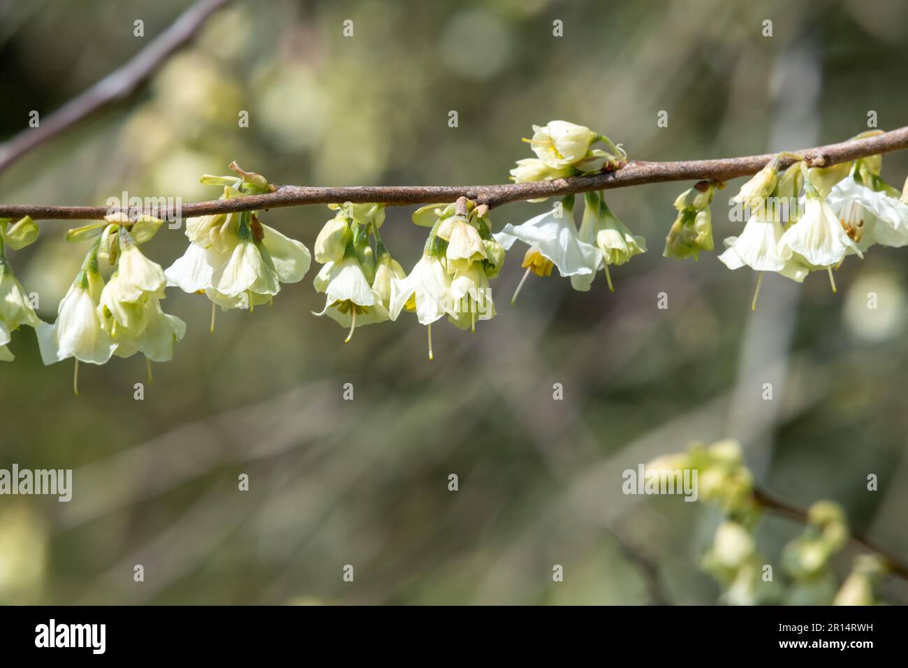 Styracaceae hi-res stock photography and images - Alamy