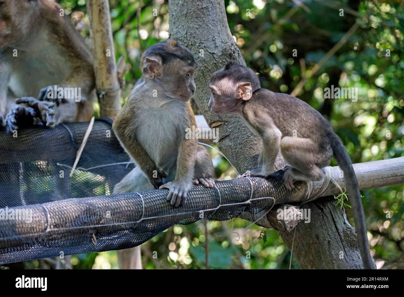 macaque monkeys ion cebu island at the philippines Stock Photo - Alamy