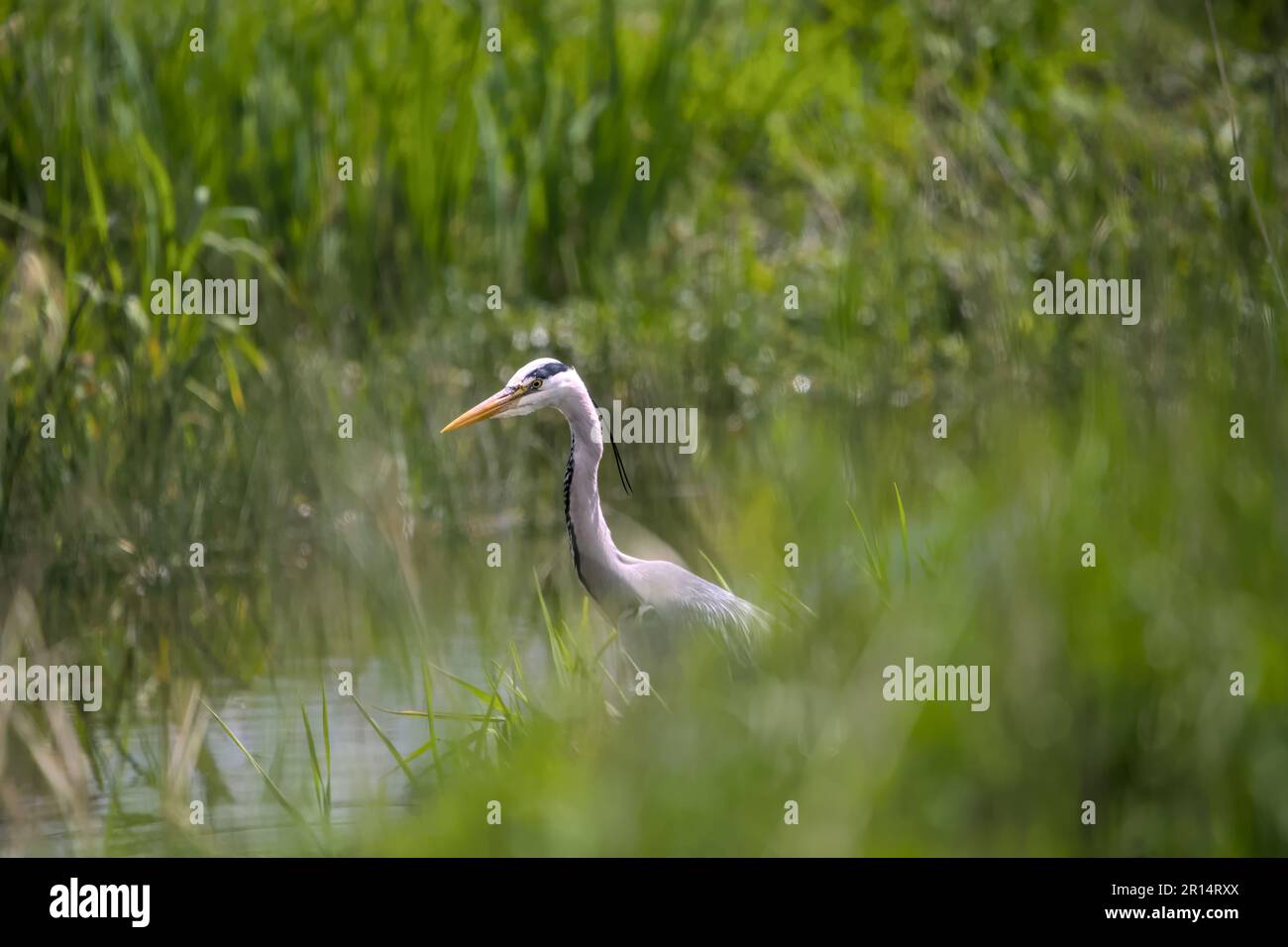 Silver egret hi-res stock photography and images - Alamy