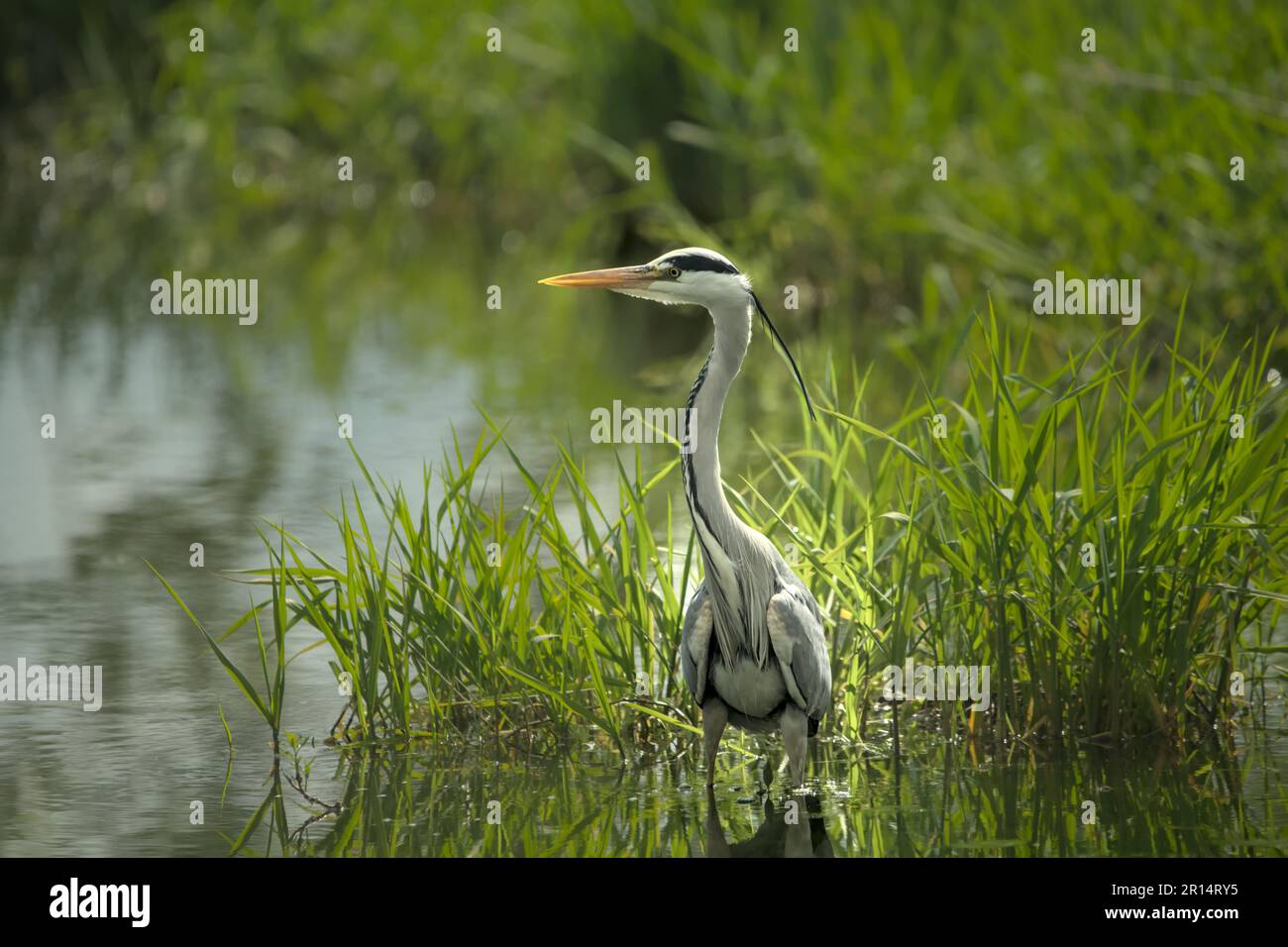 Silver egret hi-res stock photography and images - Alamy