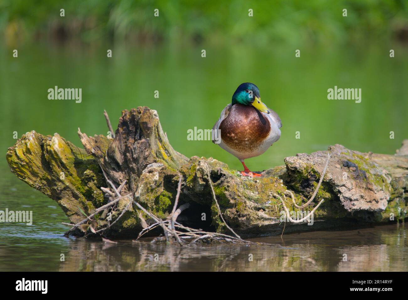 Mallard duck standing on one leg hi-res stock photography and images ...