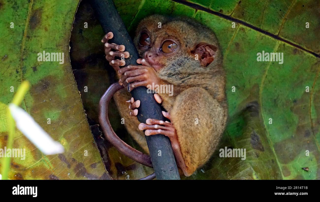 Portrait of Tarsier monkey (Tarsius Syrichta) on the tree at bohol ...