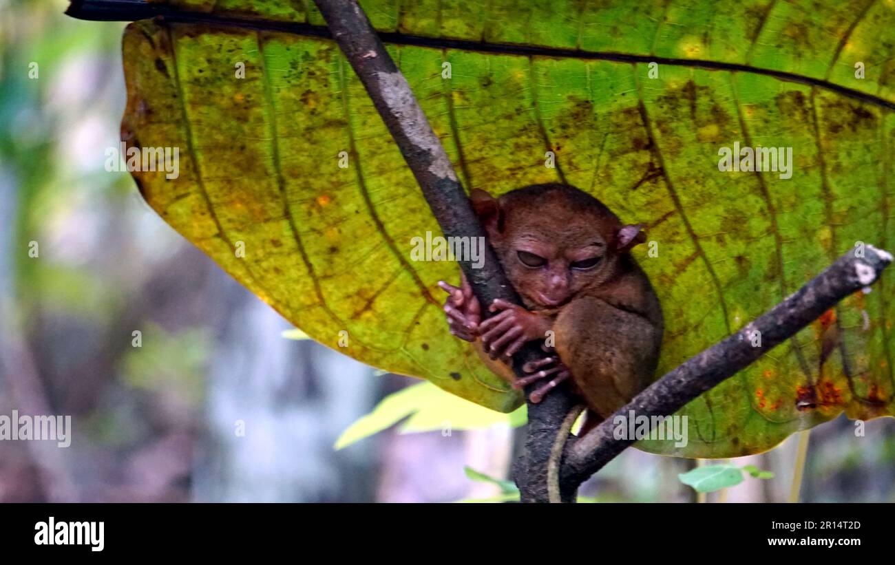 Portrait of Tarsier monkey (Tarsius Syrichta) on the tree at bohol ...