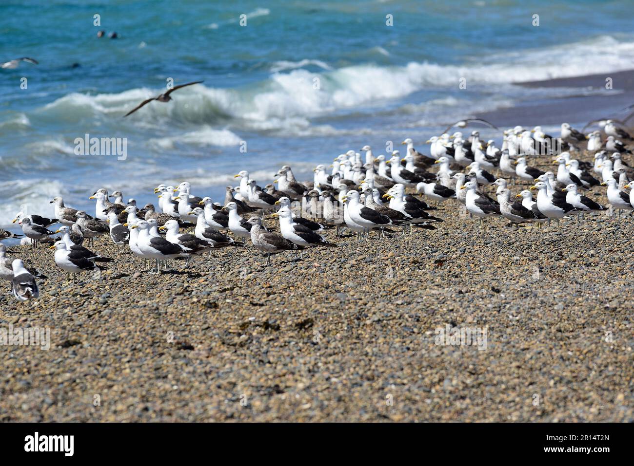 Marine birds in coastal environment, Patagonia, Argentina Stock Photo ...