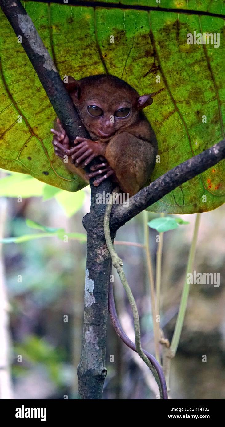 Portrait of Tarsier monkey (Tarsius Syrichta) on the tree at bohol ...