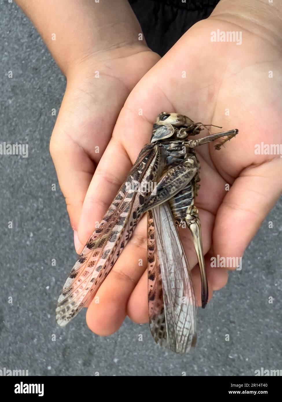 Large locust lies on a child palm Stock Photo - Alamy