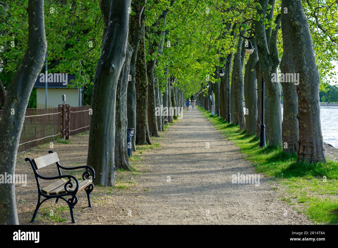 plane tree alley in Balatonfoldvar next to lake Balaton in Hungary with ...