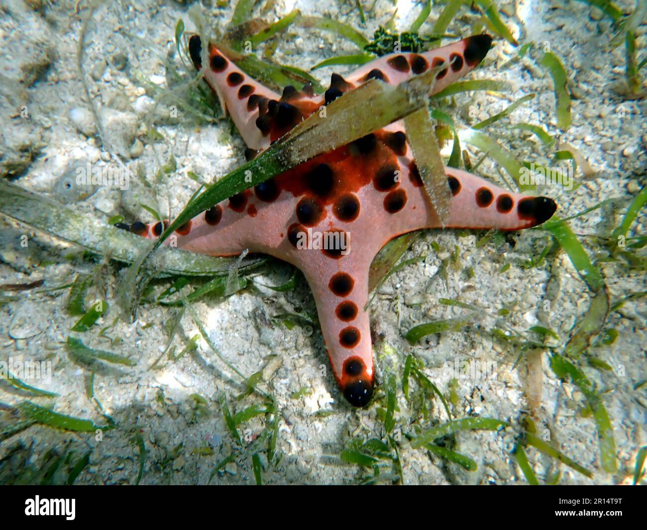 underwater world in moalboal on cebu island - colorful starfish Stock ...